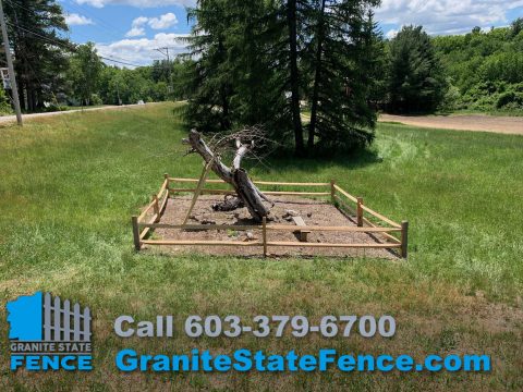 Commercial fencing to protect 200 year old apple tree in Londonderry ...