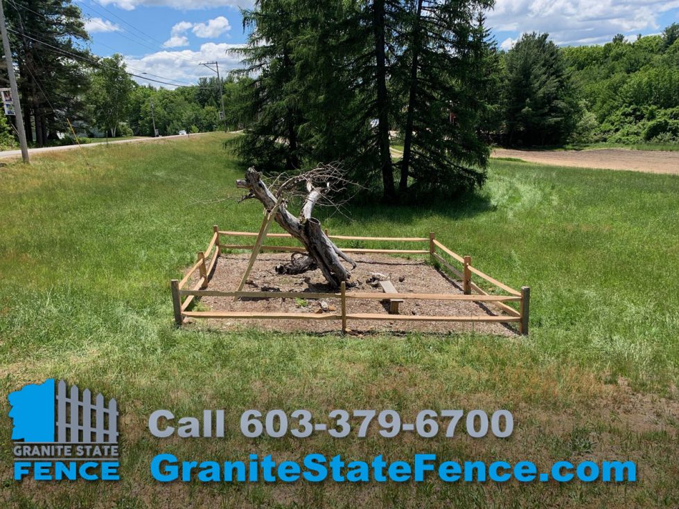 Commercial fencing to protect 200 year old apple tree in Londonderry ...